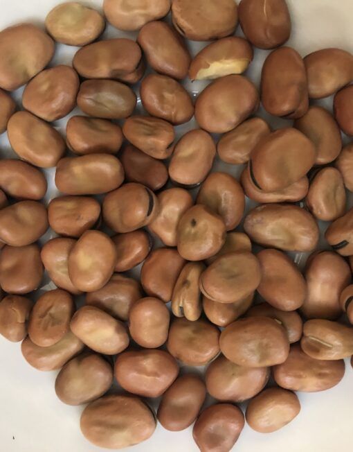 Buy Dried Fava Faba Broad Beans For Sale from LINDILE AND SONS SUPPLIES ...