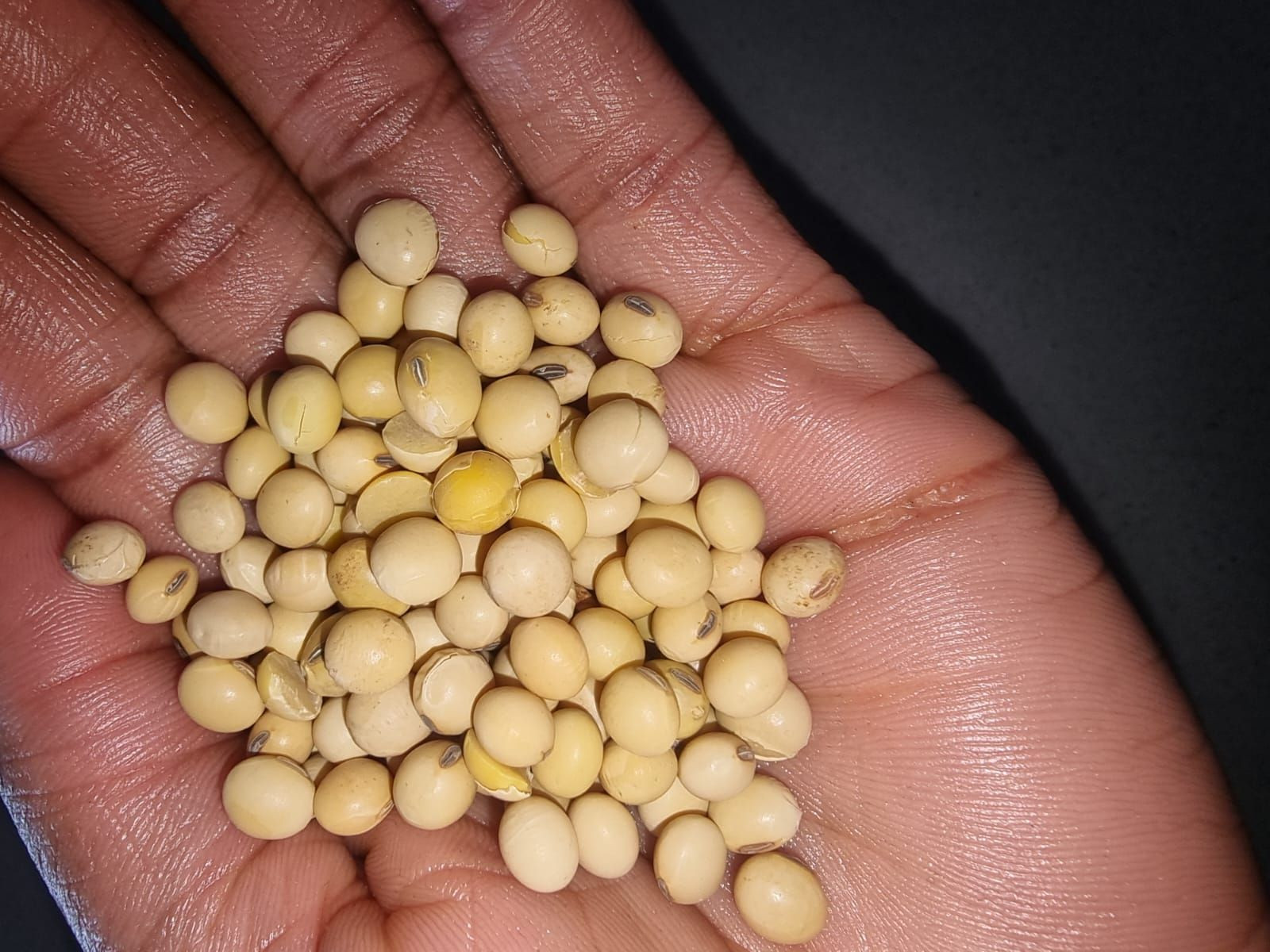Buy Soya Beans from G&J food Suppliers, South Africa | Tradewheel.com