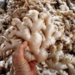 Buy Red Ginger, Big Ginger And Small Ginger - Hs Code 0910.11.00 from ...