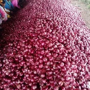 Buy Fresh Onion from GIREEJA EXPORTS, India | Tradewheel.com