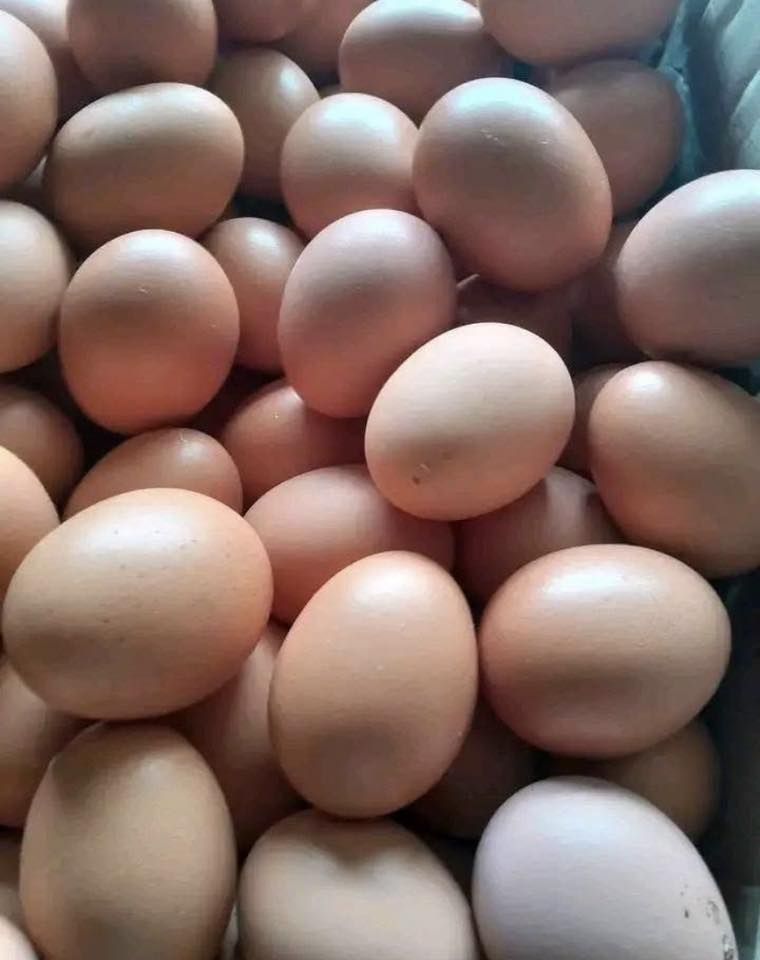Buy Chicken Broiler Hatching/table Eggs|cobb 500/ross 308 from MARIOX TRADING, Malaysia ...