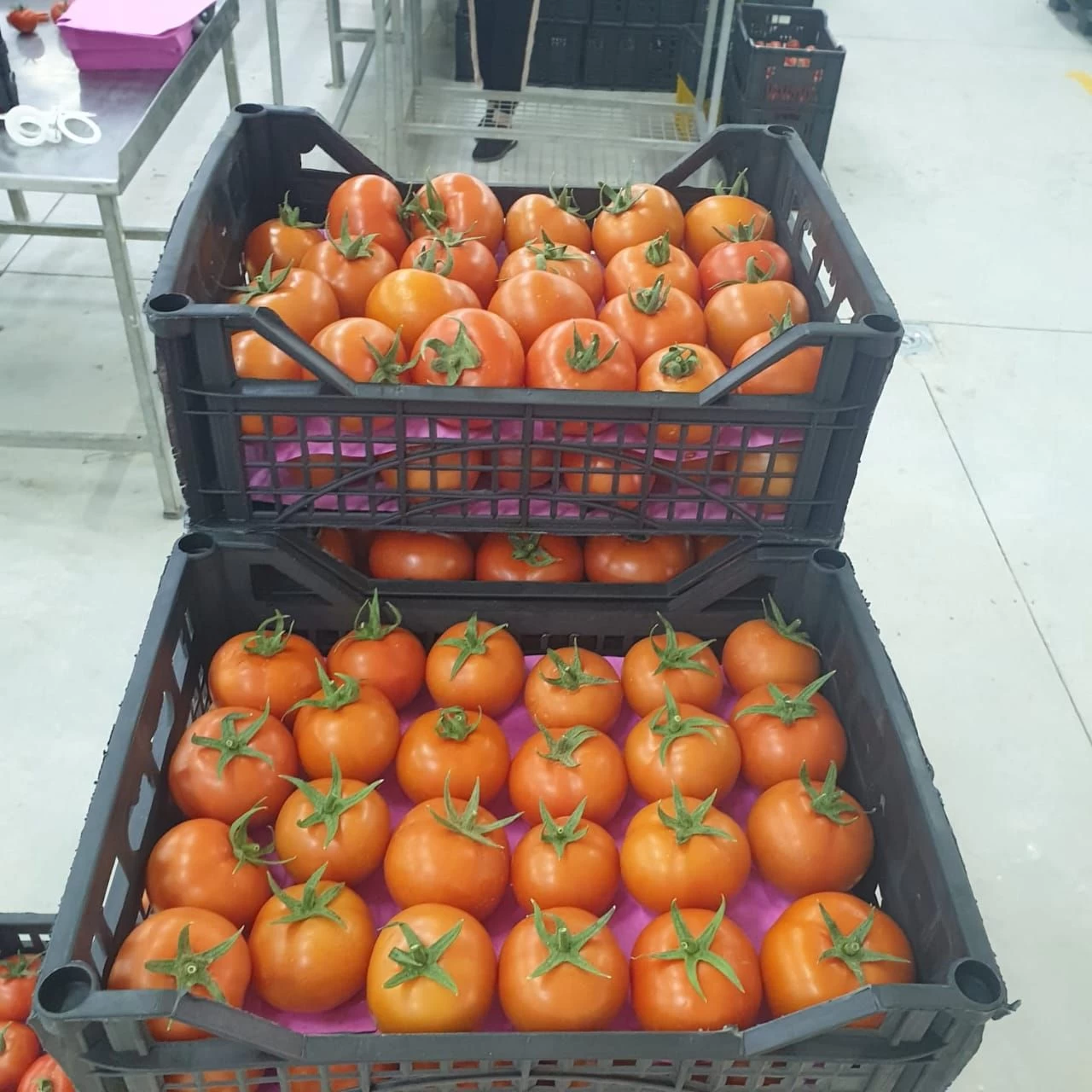 Buy Fresh Tomato from kemet farms, Egypt | Tradewheel.com