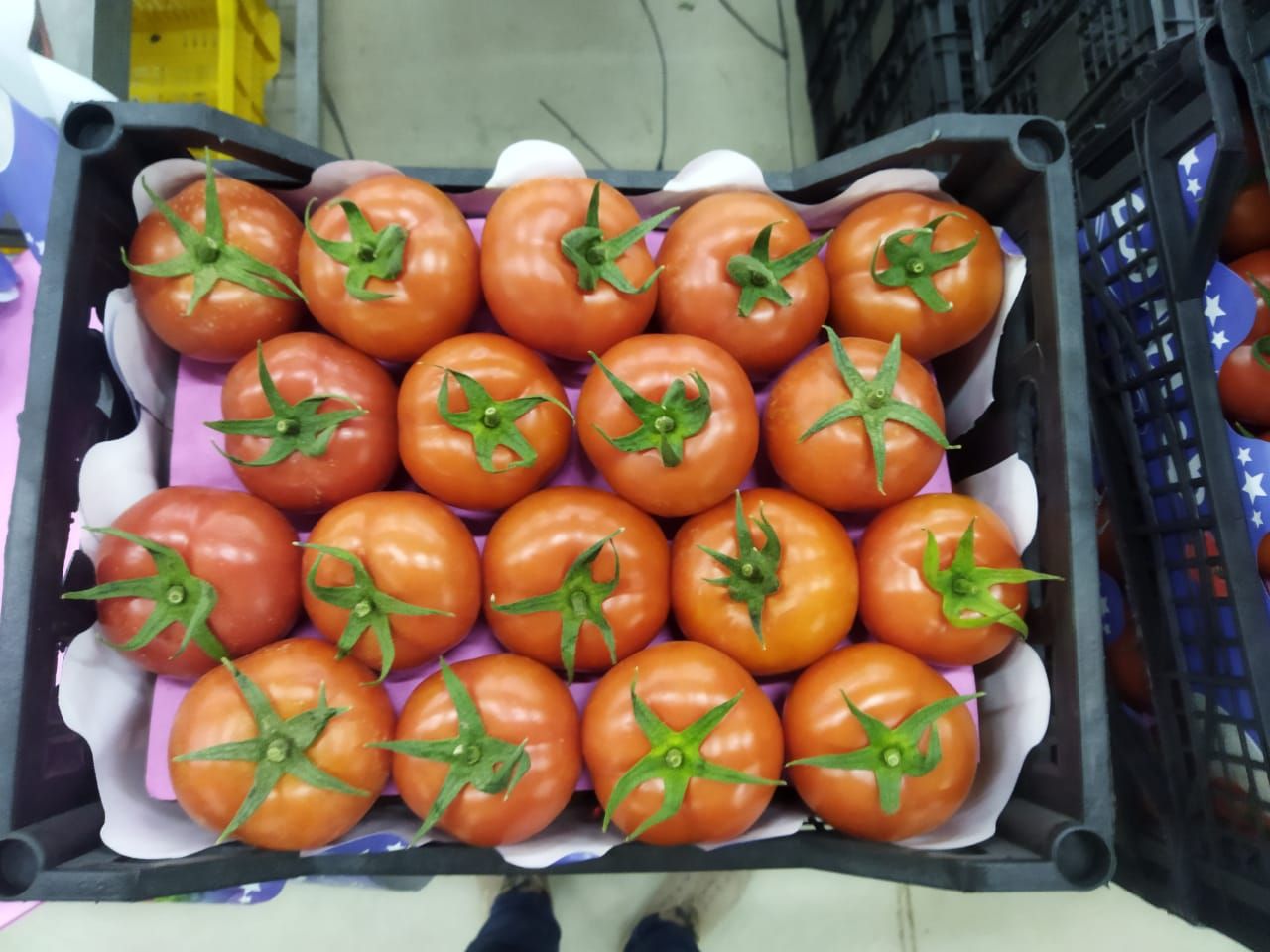 Buy Fresh Tomato from kemet farms, Egypt | Tradewheel.com