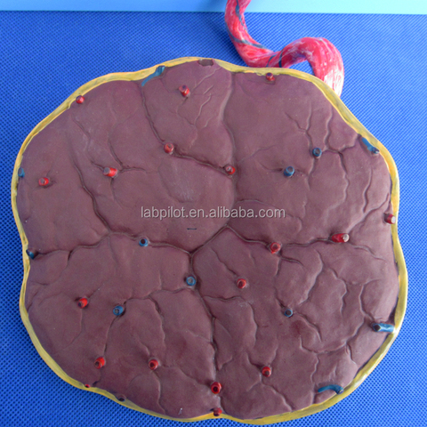 Buy Fetus Anatomical Model With Removable Heart And Umbilical Cord ...