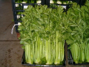 Buy Fresh Celery from De Rijn Exports, Netherlands | Tradewheel.com
