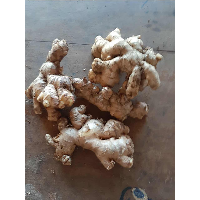 Buy Local Natural Fresh Ginger Export From Myanmar from KYAW ELEVEN ...