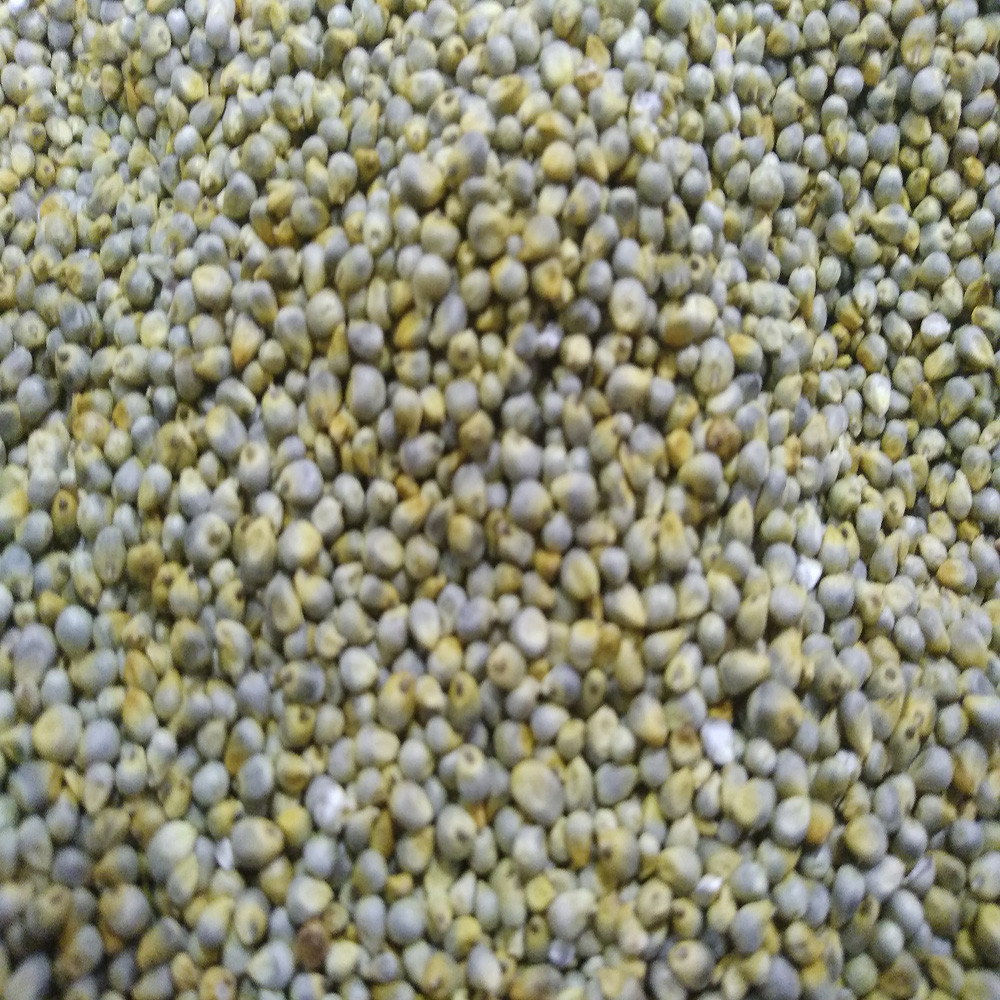 Buy Natural Raw Green Millet/ Yellow Millet/ Bajra For Human ...