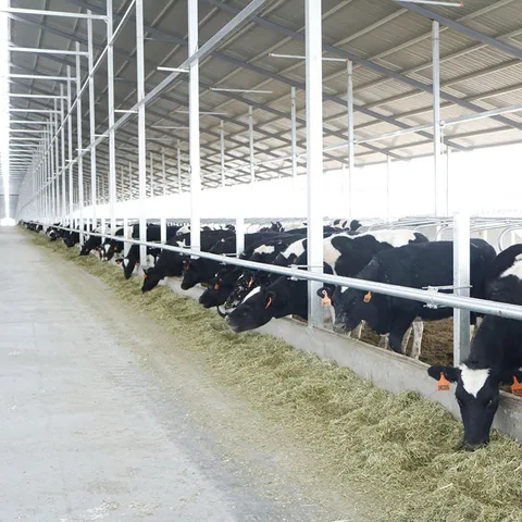 Buy Steel Structural Fabrication Prefabricated Steel Structure Cowshed ...