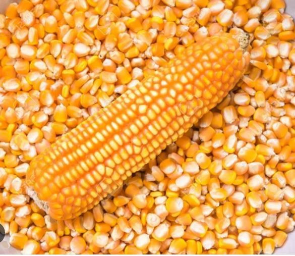 Buy Dried Grade 1 Organic Non-glutinous Yellow Maize/corn Non-gmo 100% ...