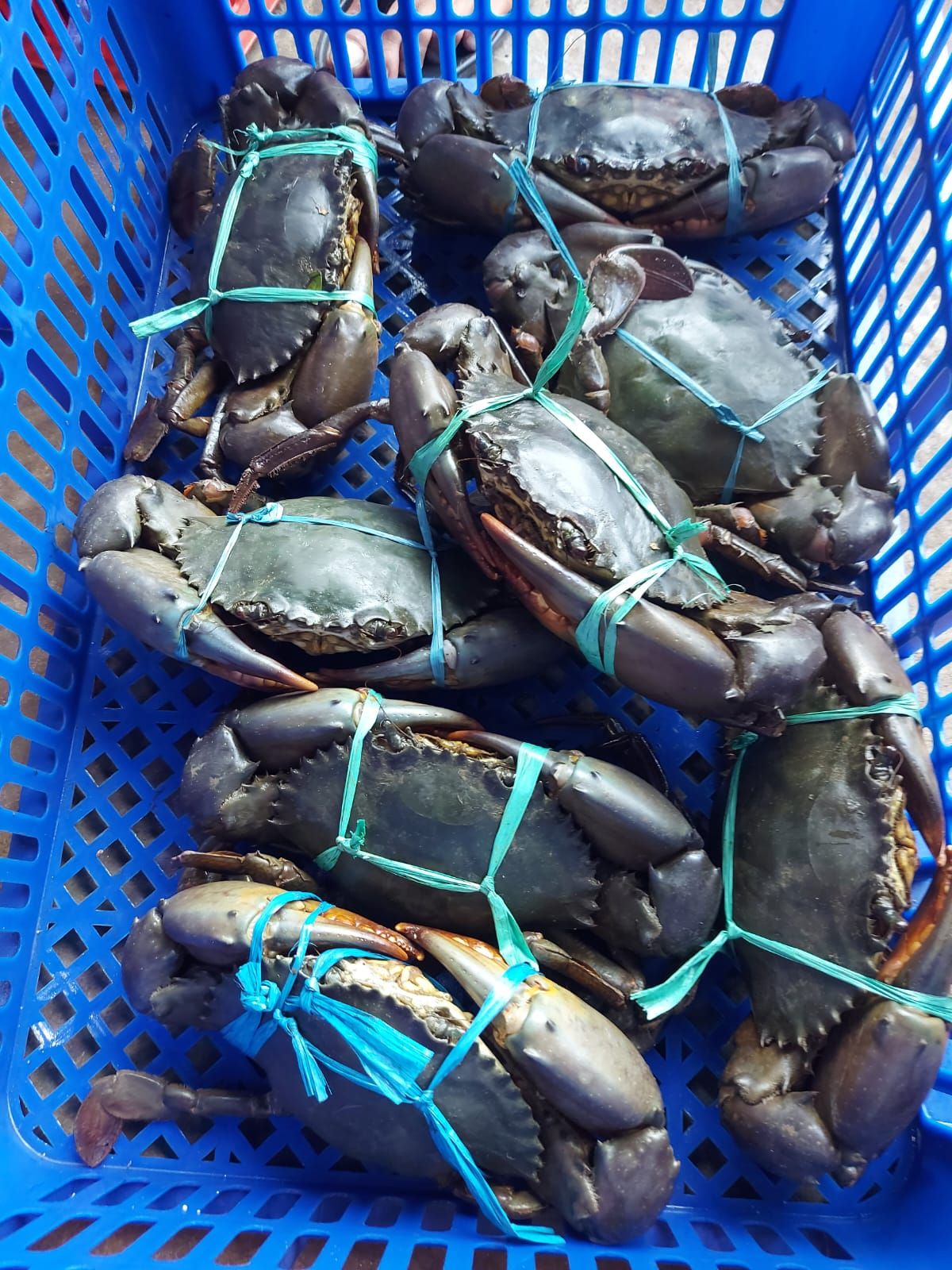 Buy Mud Crab from PT. Cahaya Sukma Aji, Indonesia | Tradewheel.com