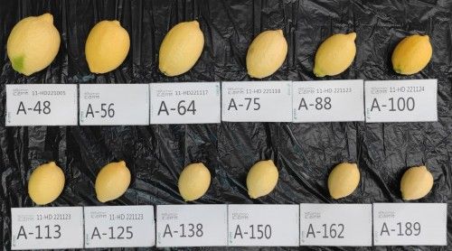 Buy Lemons Size from Huida Lemon Group, China | Tradewheel.com