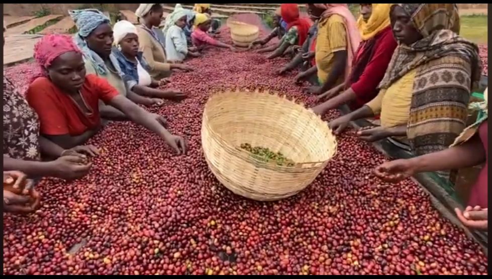 Buy Green Coffee Beans from KIWORLD COMMODITY LINK CANADA, Canada ...