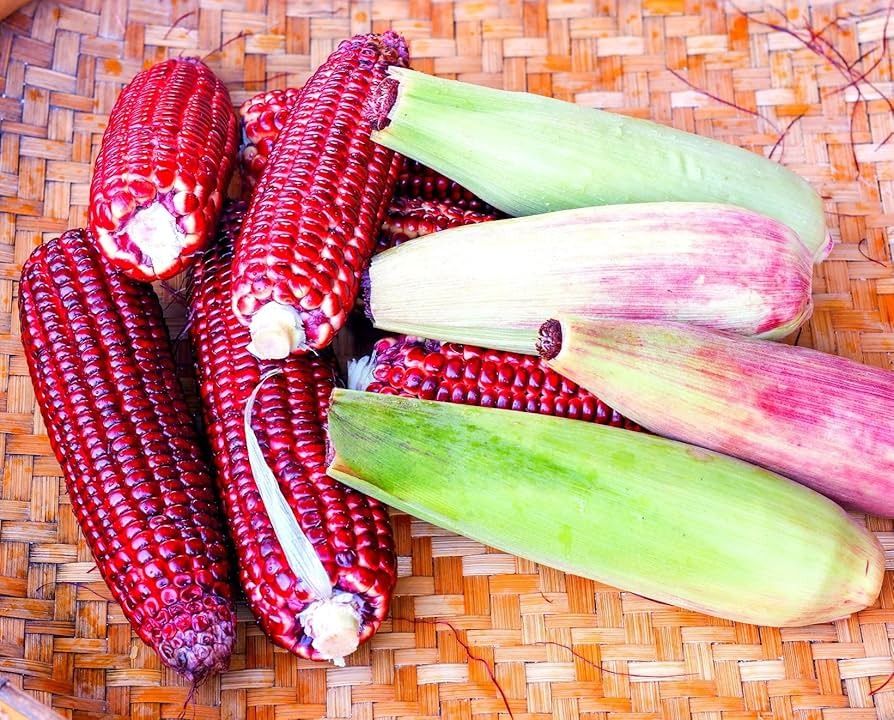 Buy Wholesale Red Corn – Nutrient-rich, Ideal For Milling & Feed ...