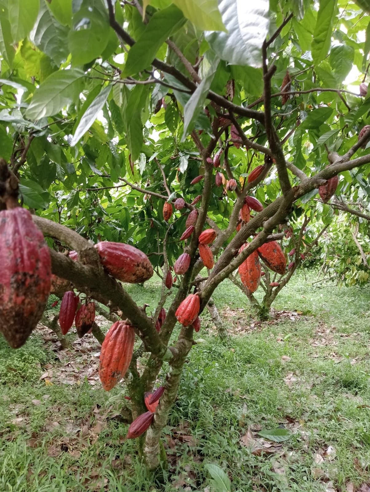 Buy Cacao from Java Exportindo PMA, Indonesia | Tradewheel.com