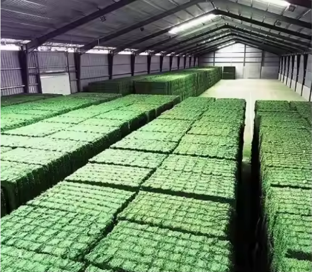 Buy Organic Alfalfa Hay, Alfalfa Hay Pellets , Dried Alfalfa Hay from ...