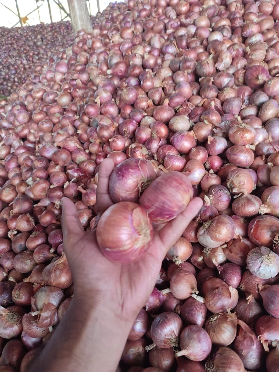 Buy Onion from DUDHESHWAR ENTERPRISE, India | Tradewheel.com