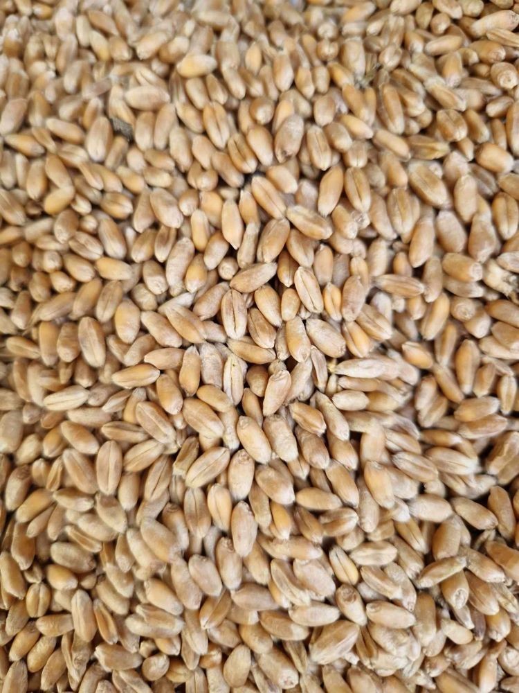 Buy Wheat Mill from Agrobim Kft, Hungary | Tradewheel.com