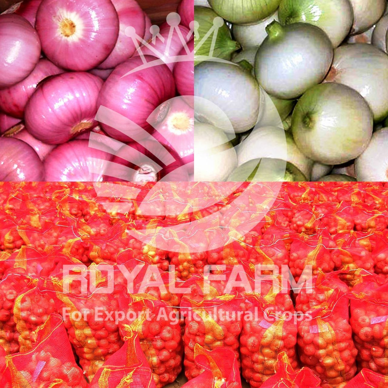 Buy #golden_onion? from Royal Farm For Export Agricultural Crops, Egypt ...
