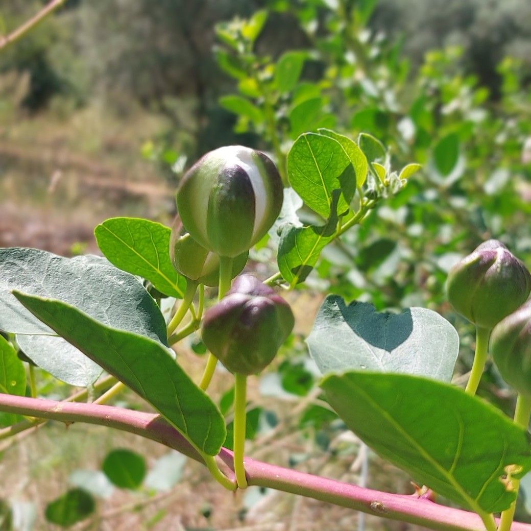 Buy Premium Moroccan Capers In Brine – Safi Region from Food Health ...