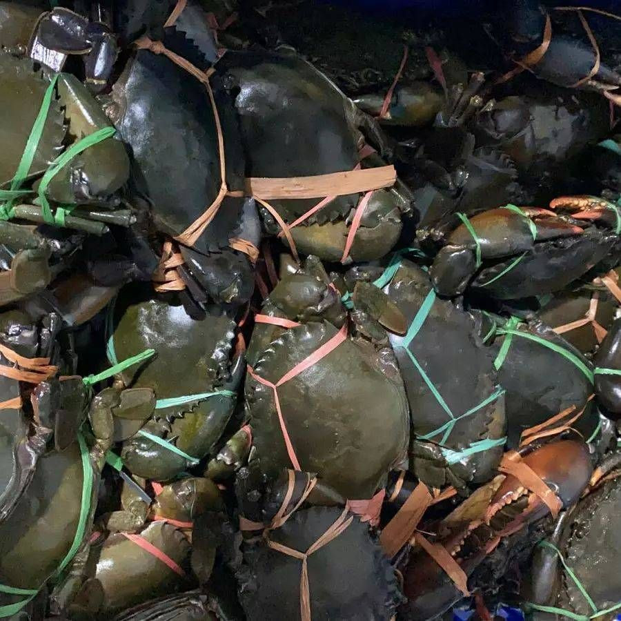 Buy Mud Crab from PT. SARIZAL JAYA ABADI, Indonesia | Tradewheel.com