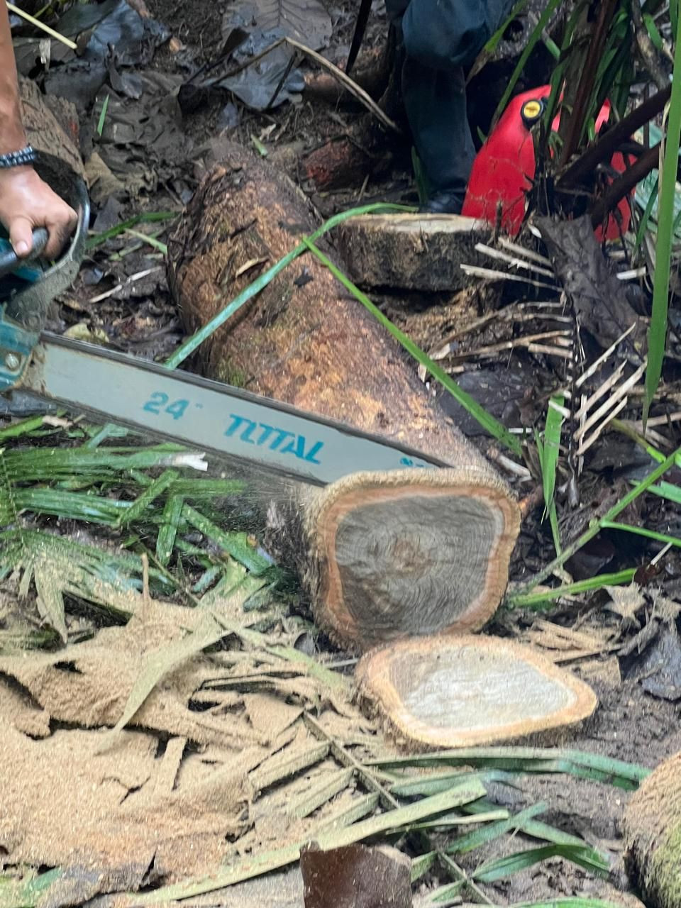 Buy Raw Teak Logs from EZ Tankless, Panama | Tradewheel.com