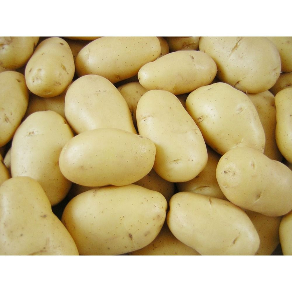 Buy Potato from Sharp Ages, Pakistan | Tradewheel.com