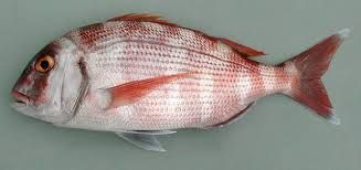 Buy Red Porgy (pagrus Pagrus) from Senseyi Corporated, France ...
