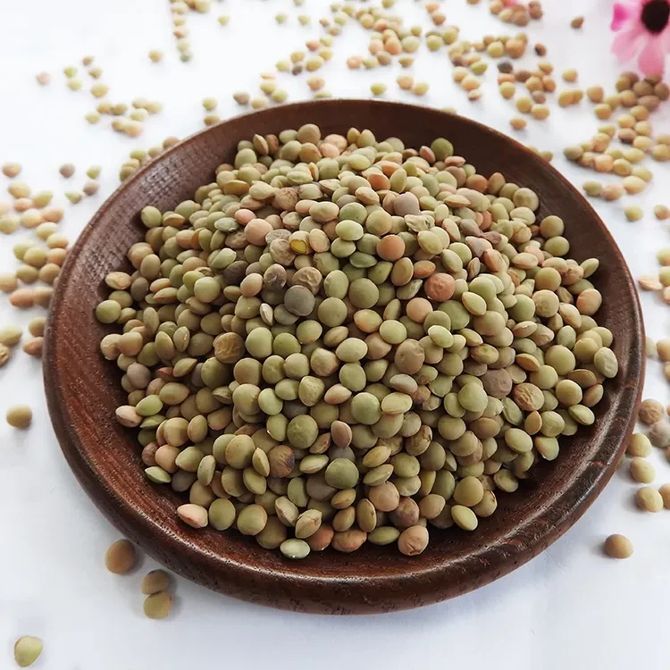 Buy Green Lentil Beans from SaLoNet Business Trading, Ethiopia ...