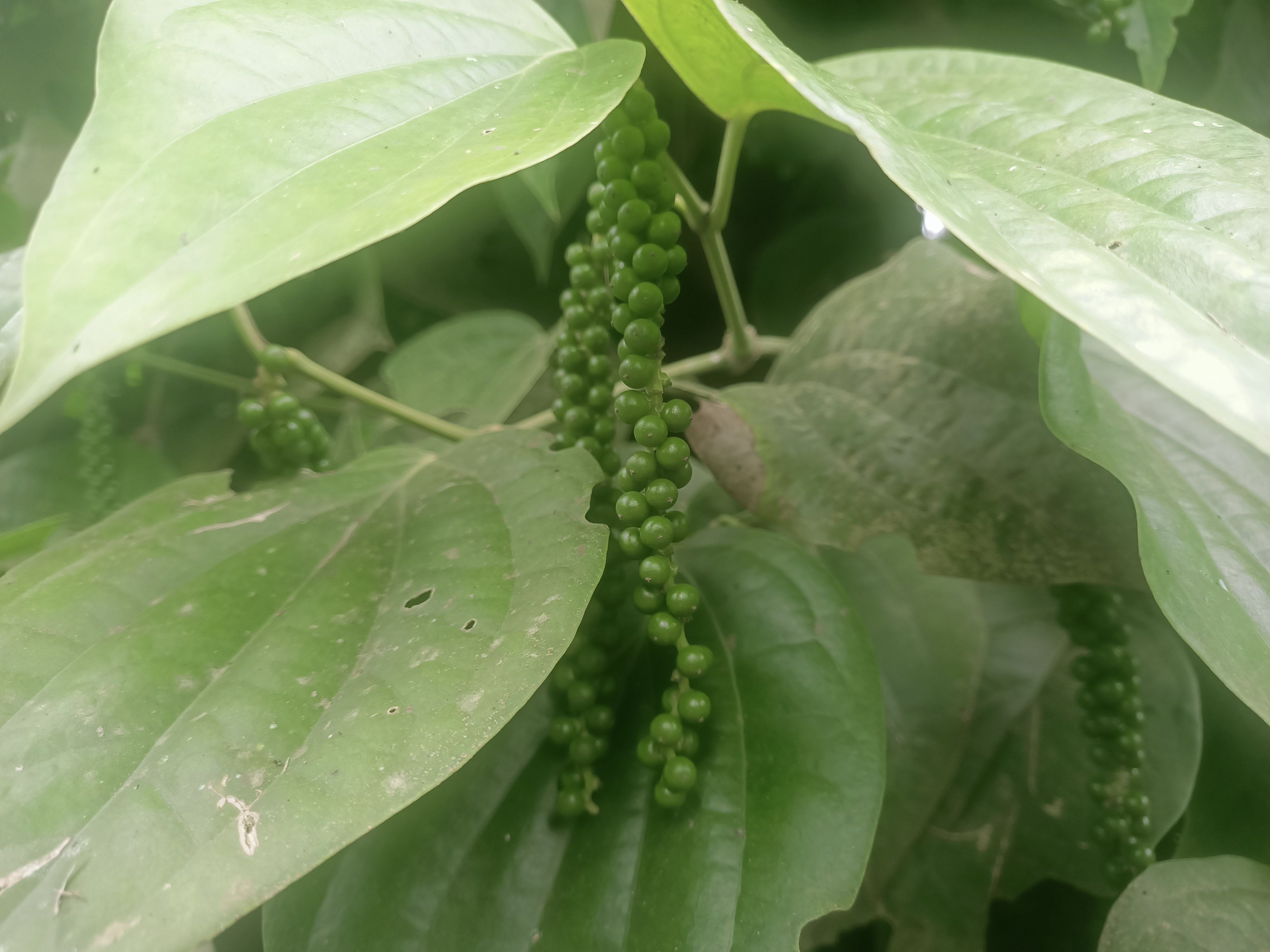 Buy Pepper from Lazuli A2Z Private Limited, India | Tradewheel.com