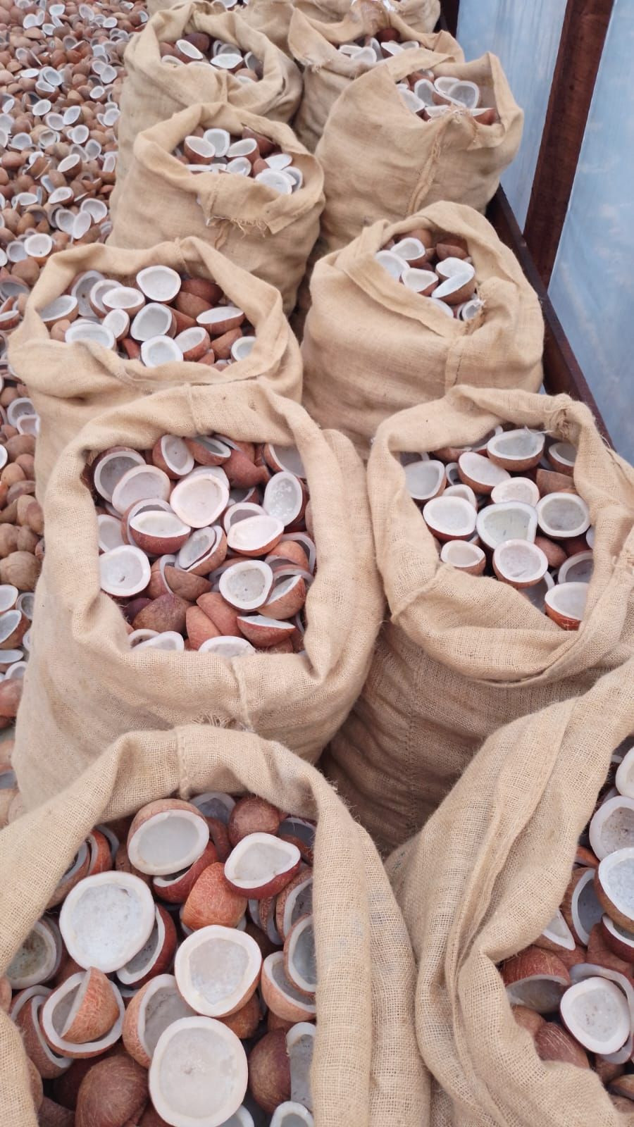 Buy Matured Coconut Husked from interfit project management, Malaysia | Tradewheel.com