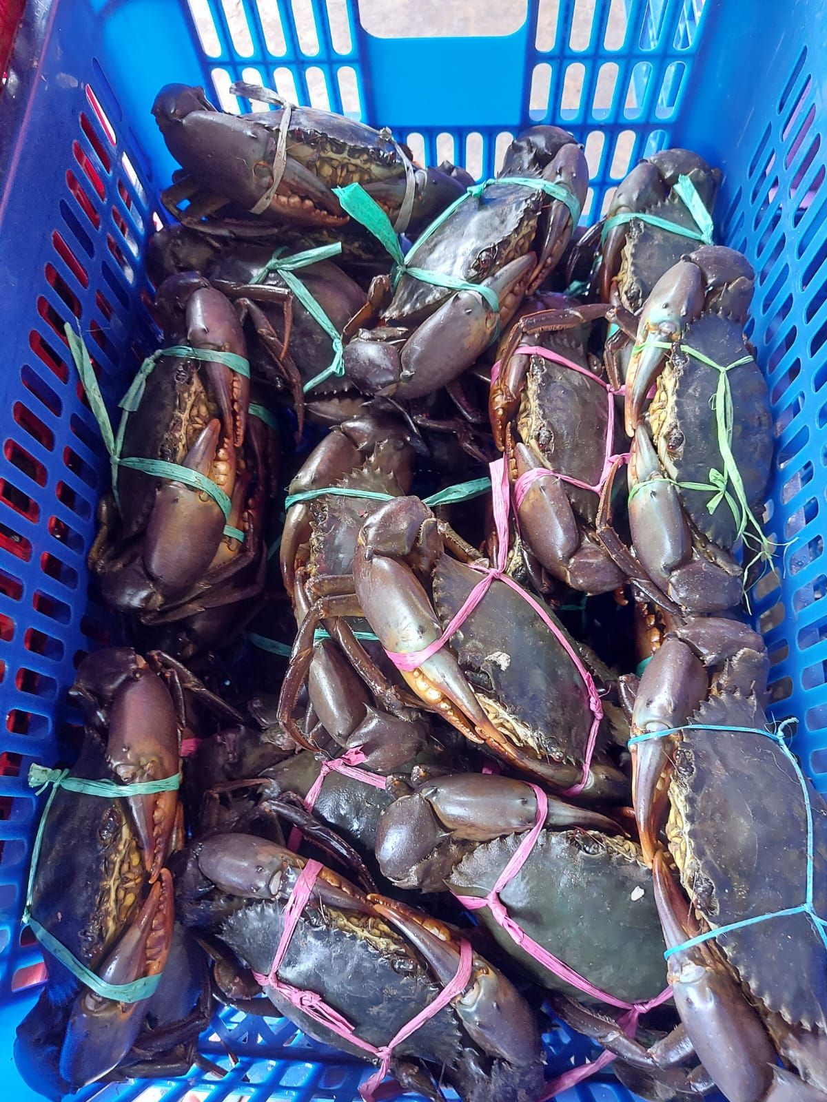 Buy Mud Crab from PT. Cahaya Sukma Aji, Indonesia | Tradewheel.com