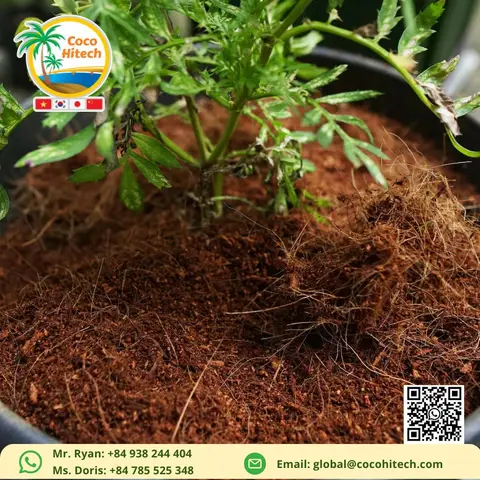 Buy Coco Peat Low Ec And Washed Popular Choice Growing In Hydroponics ...