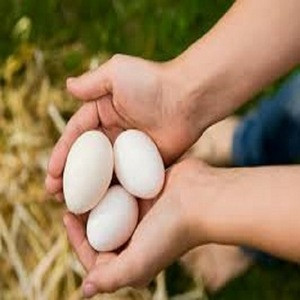 Buy Fresh Table Eggs( White Shell Chicken Eggs) from KEN ENTERPRISE LLC ...
