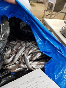 Buy Frozen Iceland Capelin / Grade A - 16% Roe, High Female % from SUBO ...