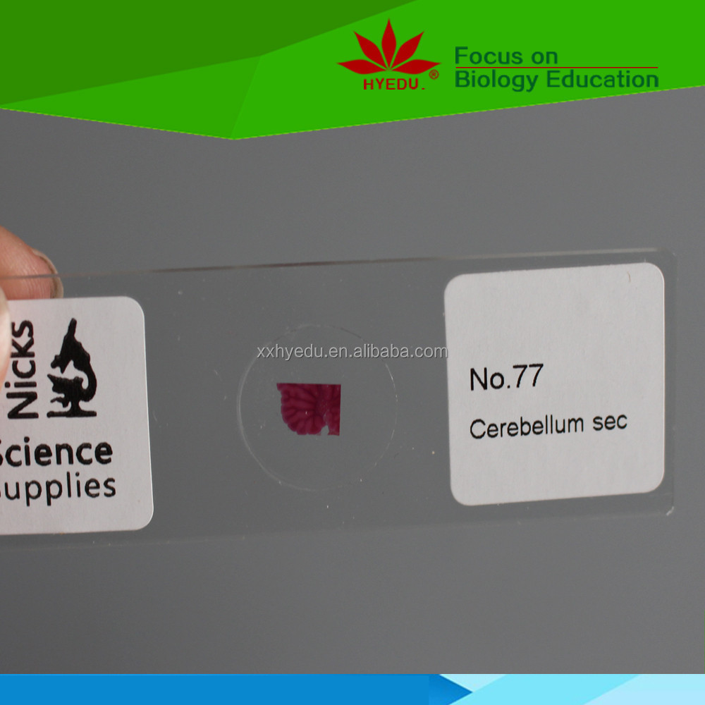 Buy Individual Slides You Can Choose From Human Histology Tissue Slides ...