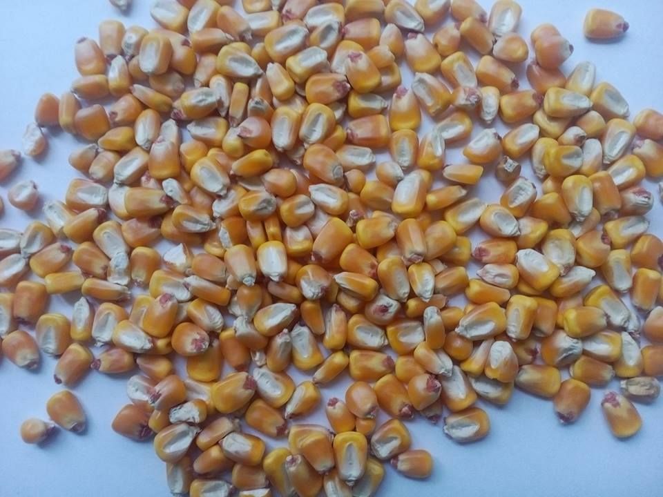 Buy Well Dried Yellow Corn ( Maize ) For Sale from Camagro exporters ...
