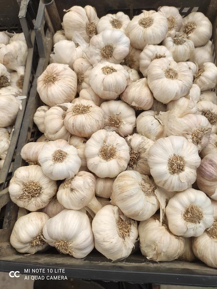 Buy Fresh Garlic from alkasper, Egypt | Tradewheel.com