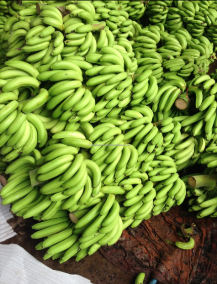 Buy Fresh Green Bananas For Sale / Fresh Cavendish Banana Importers ...