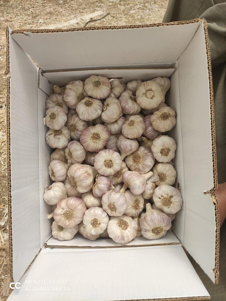 Buy Fresh Garlic from alkasper, Egypt | Tradewheel.com
