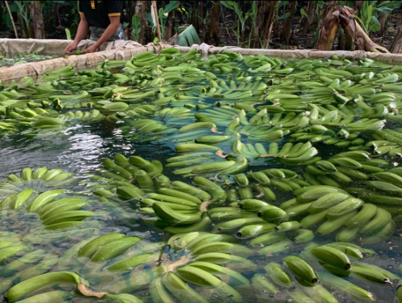 Buy Fresh Green Bananas For Sale / Fresh Cavendish Banana Importers ...