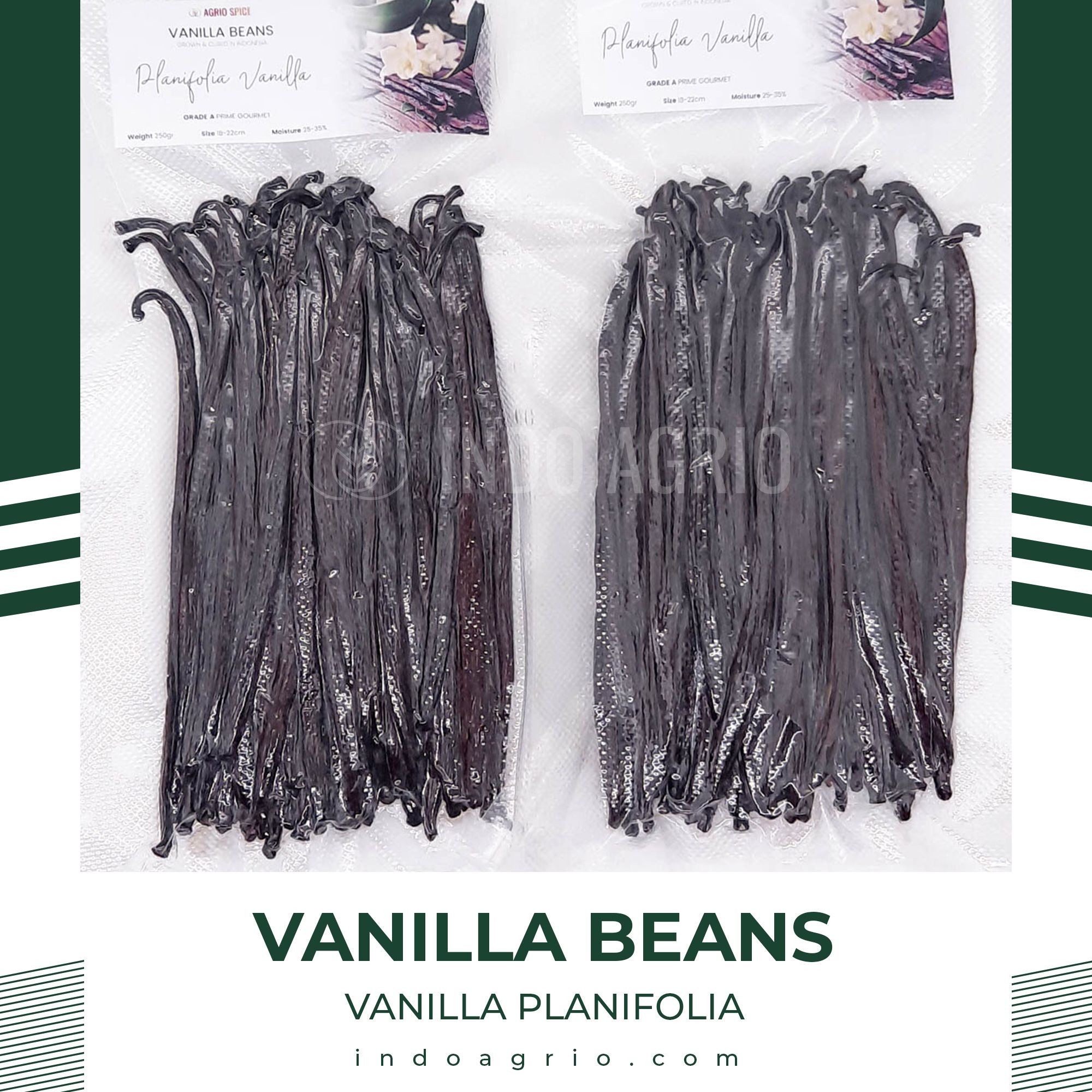 Buy Vanilla Beans - Vanilla Tahitensis Indonesian Best Vanilla Pods ...