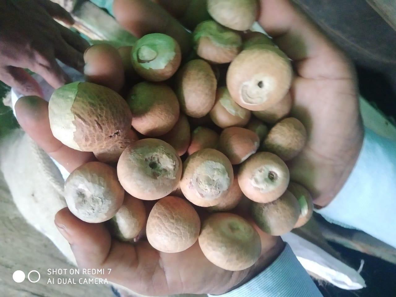 Buy Betel Nut from CV Duta Brilian Megah, Indonesia | Tradewheel.com