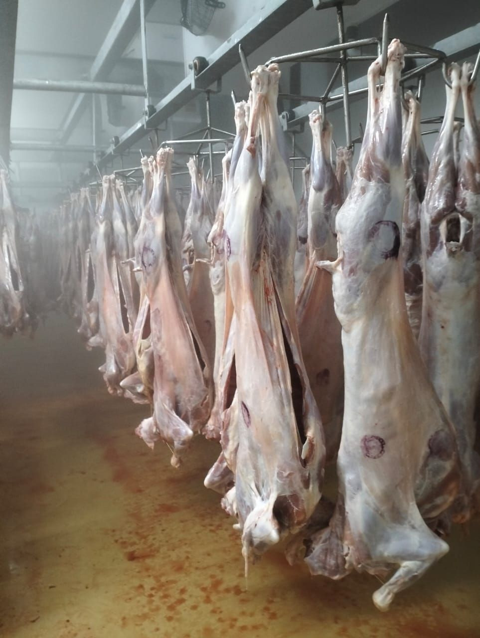 Buy Halal Mutton Meat from Masaya LLP, Kenya | Tradewheel.com