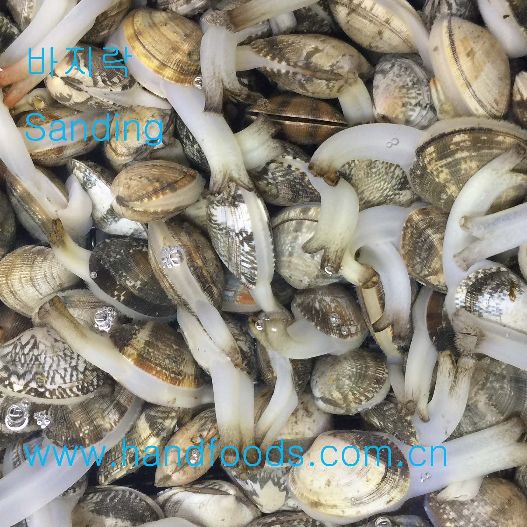Buy Frozen Cooked Clam from Hand Foods (Dalian) Co., Ltd., China ...
