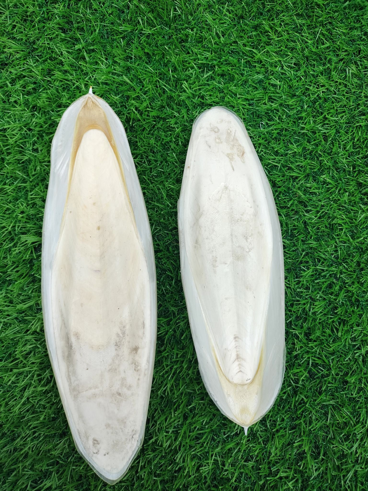 Buy Fresh Cuttlefish Bone from St. John's Exim, India | Tradewheel.com