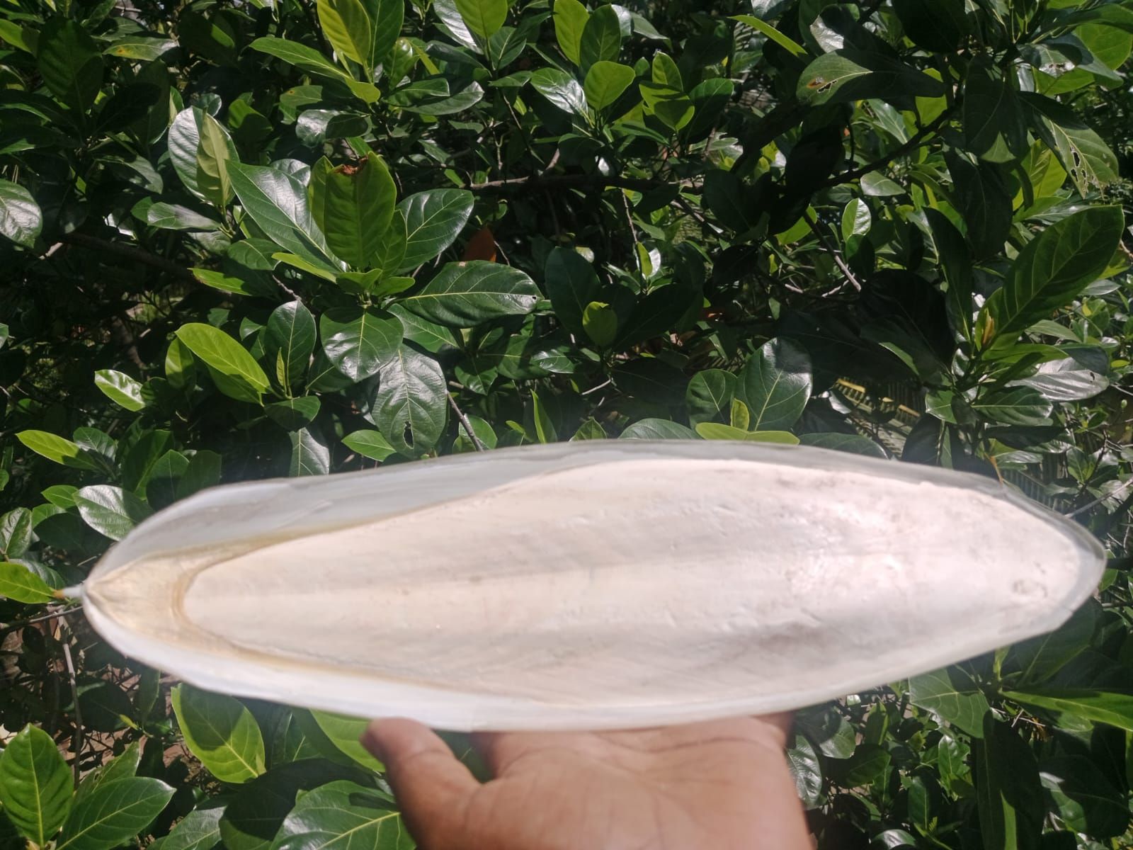 Buy Fresh Cuttlefish Bone from St. John's Exim, India | Tradewheel.com