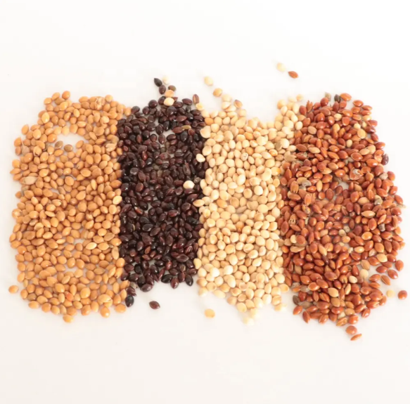 Buy Best Selling Premium Pearl Millet Seeds from Vinit Traders LLC ...