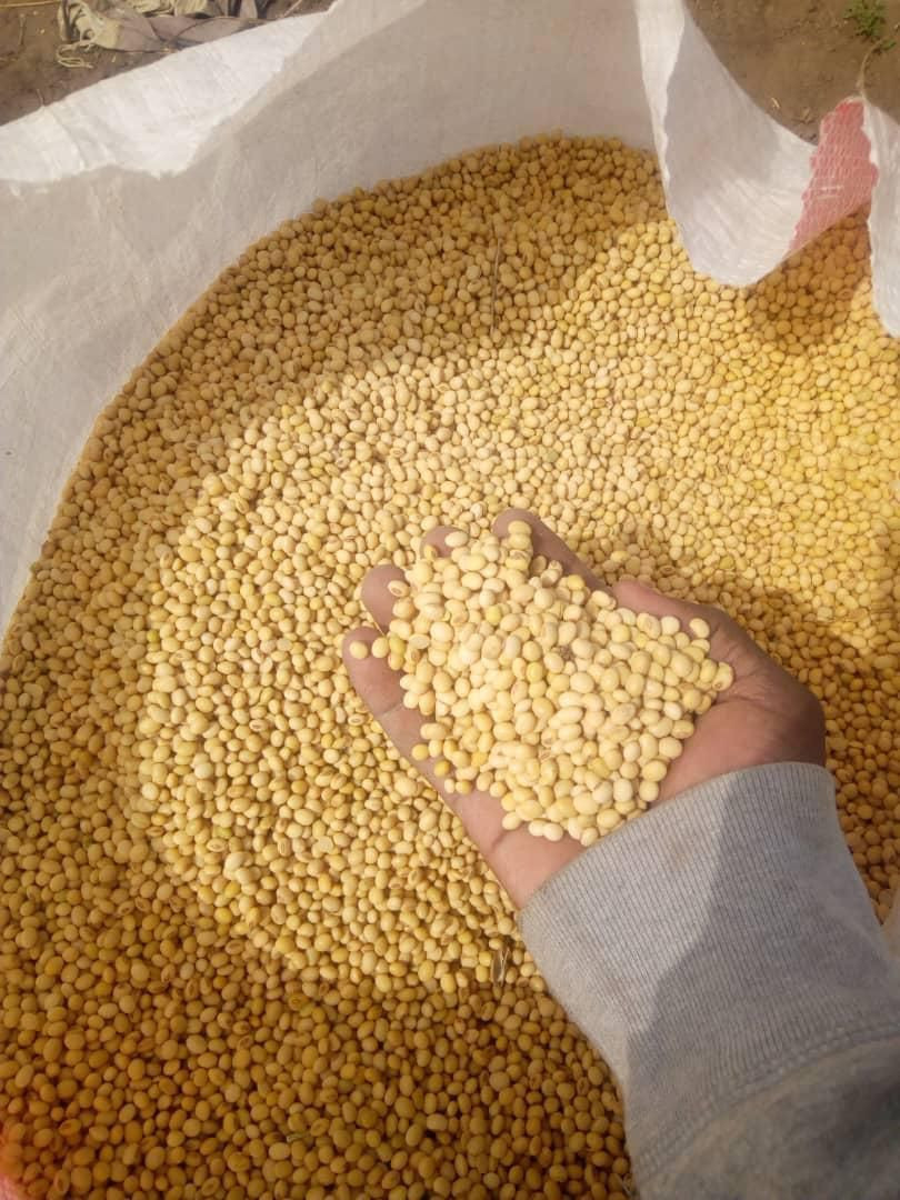 Buy Soya Beans from Lots Trading management Co.Ltd, Cameroon ...