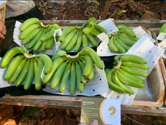 Buy Fresh Green Bananas For Sale / Fresh Cavendish Banana Importers ...