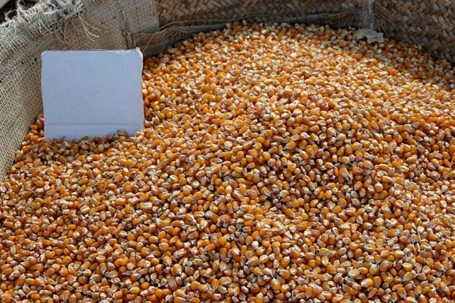 Buy Well Dried Yellow Corn ( Maize ) For Sale from Camagro exporters ...